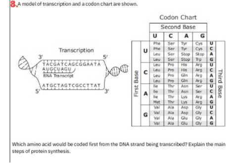 8 a model of transcription and a codon chart are shown which amino acid ...