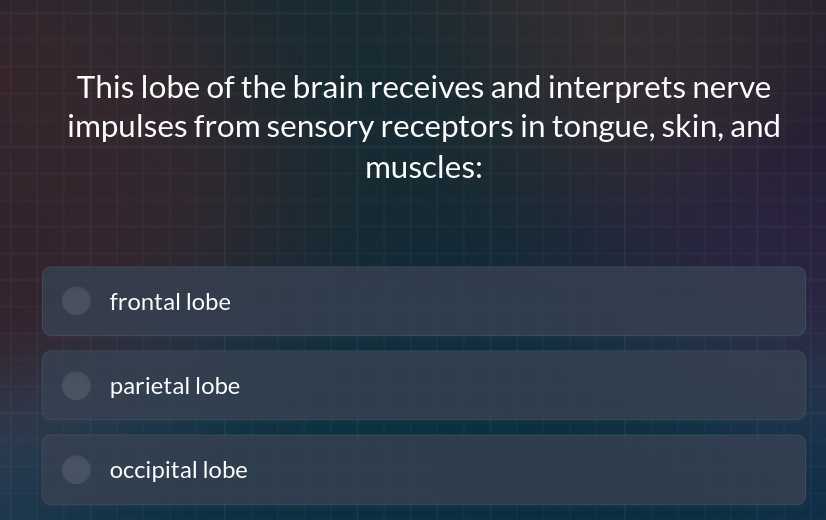This lobe of the brain receives and interprets nerve impulses from ...
