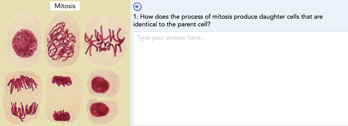 Mitosis (4) 1. How does the process of mitosis produce daughter cells ...