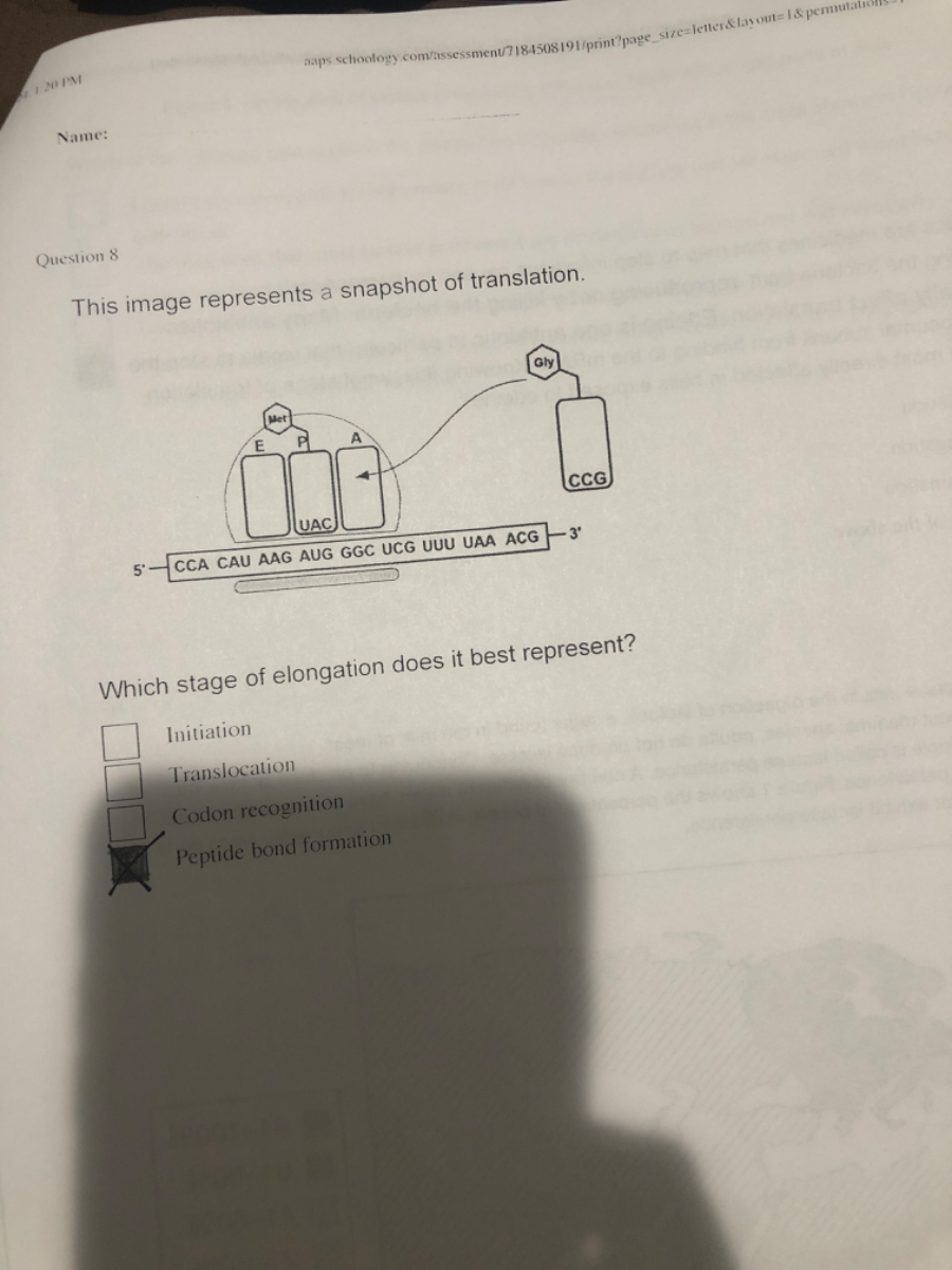 Question 8 This image represents a snapshot of translation. Which stage ...