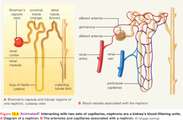 A Bowman's capsule and tubular regions of one nephron, cutaway view B ...