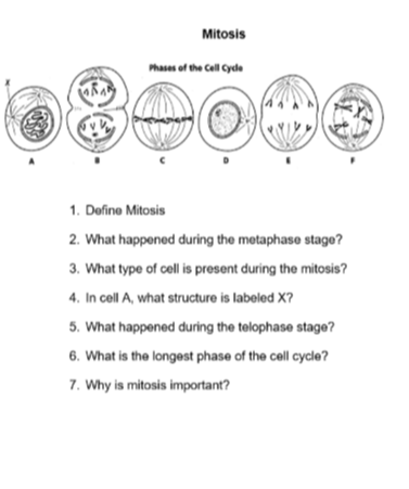 Mitosis 1. Define Mitosis 2. What happened during the metaphase stage ...