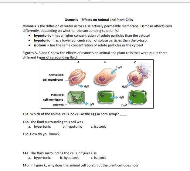 Osmosis - Effects on Animal and Plant Cells Osmosis is the diffusion of ...