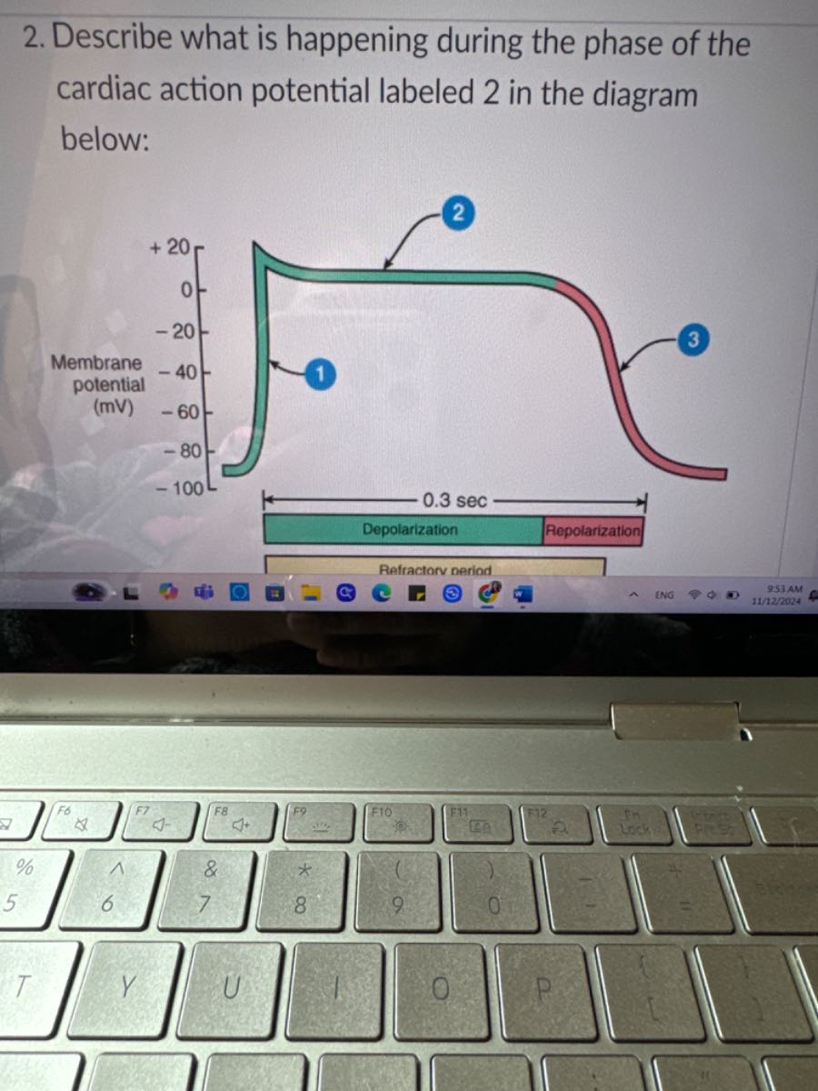 2 describe what is happening during the phase of the cardiac action ...