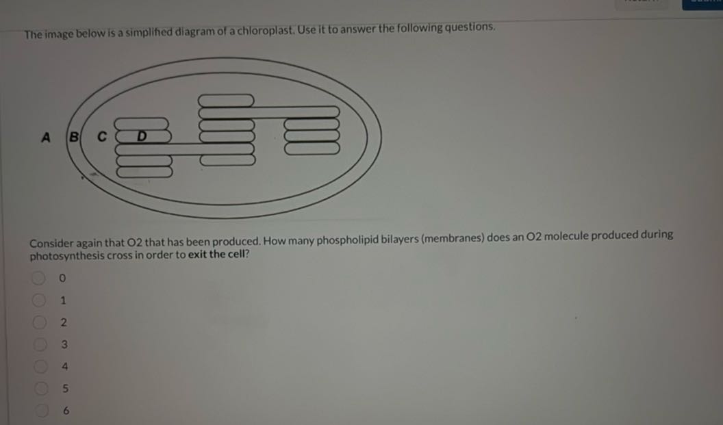The image below is a simplified diagram of a chloroplast....