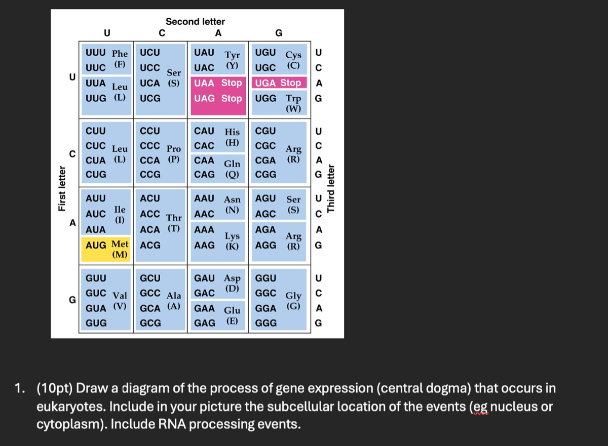 SOLVED: 1. (10pt) Draw a diagram of the process of gene expression ...