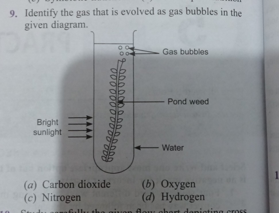 9. Identify the gas that is evolved as gas bubbles in the given diagram ...