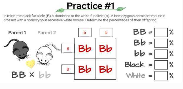 Practice #1 In mice, the black fur allele (B) is dominant to the white ...