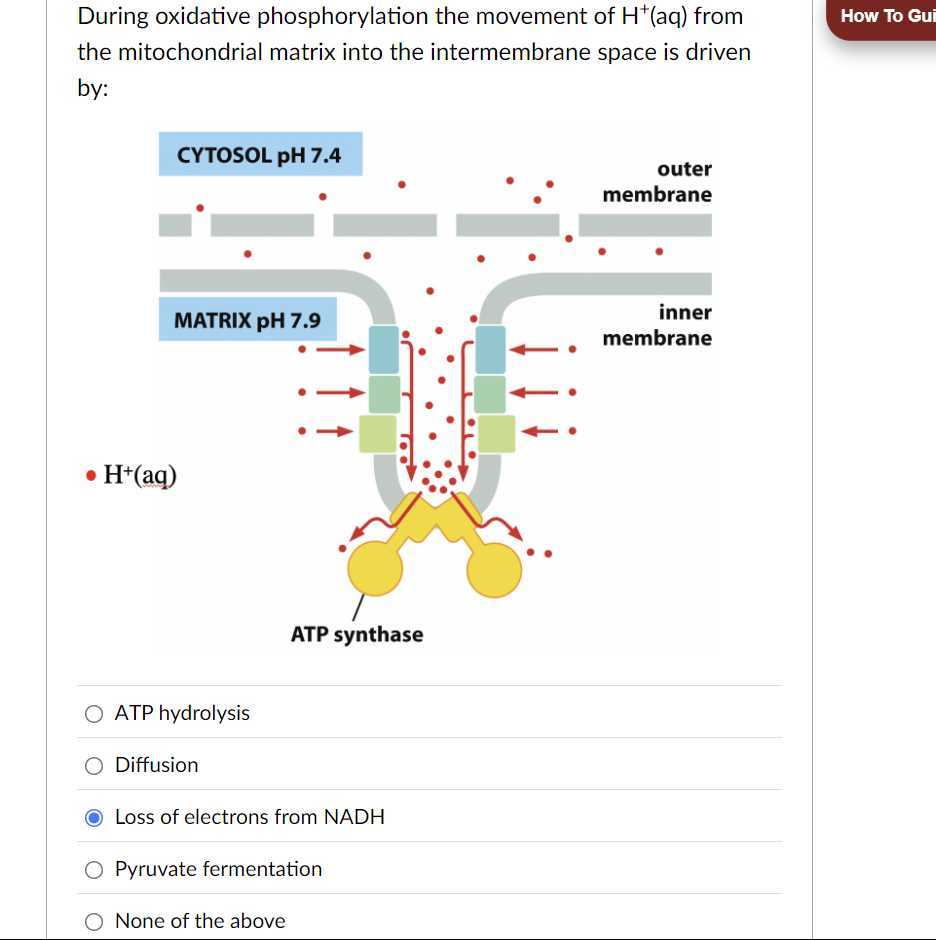 During oxidative phosphorylation the movement of H^+(aq) from How to Gui the mitochondrial ...