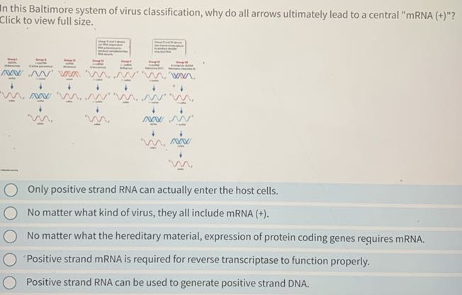 In this Baltimore system of virus classification, why do all arrows ...