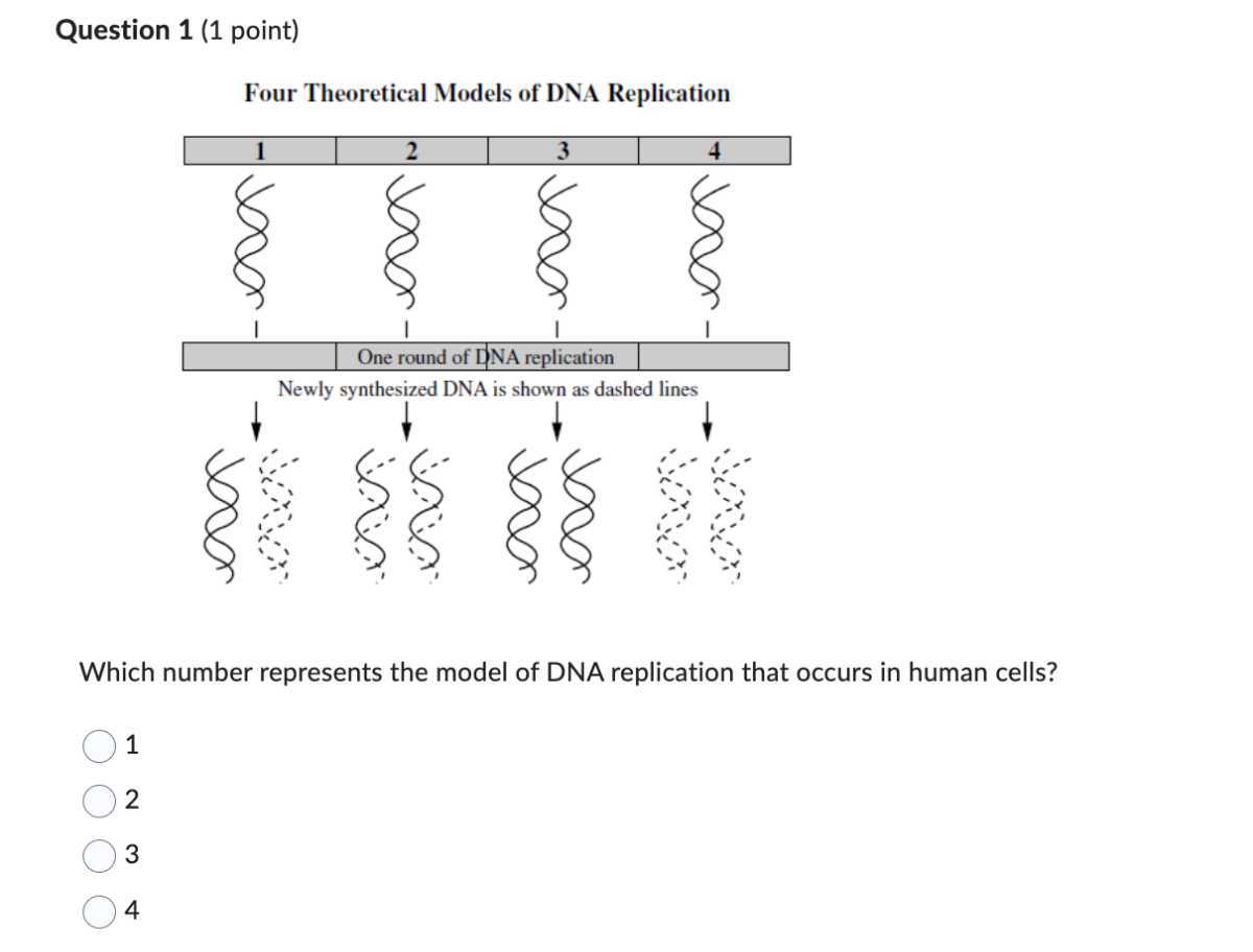 question 1 1 point four theoretical models of dna replication which number represents the model ...