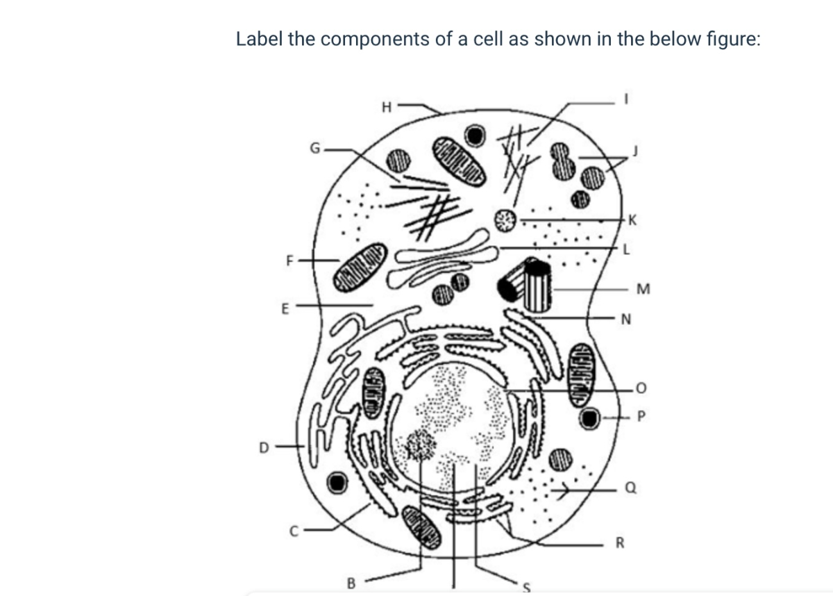 Label the components of a cell as shown in the below figure: The ...