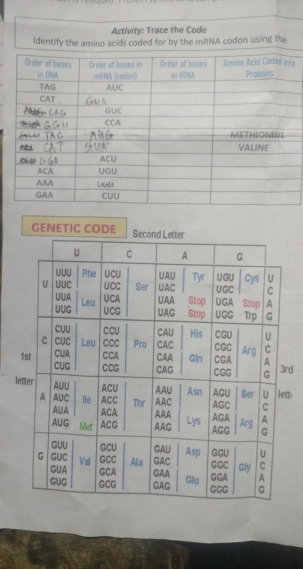 Activity: Trace the Code Identify the amino acids coded for by the mRNA ...