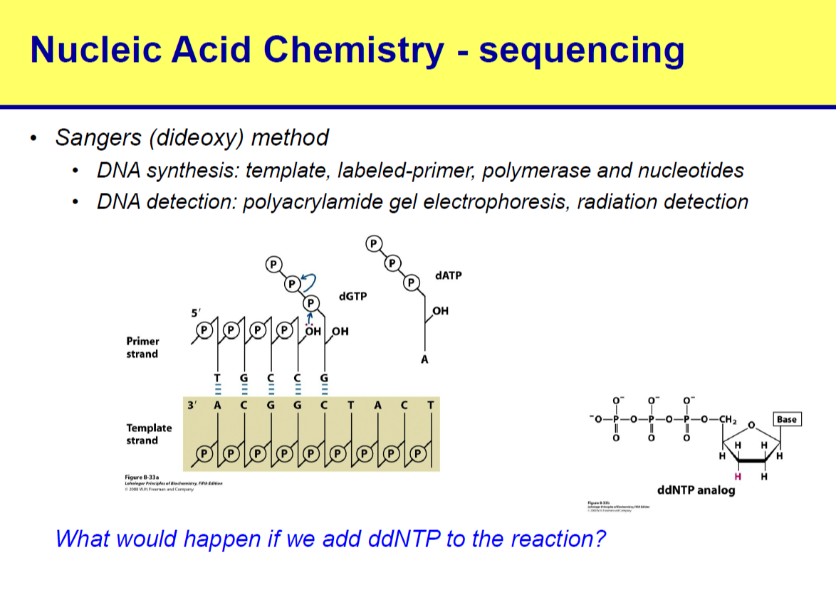 Nucleic Acid Chemistry - sequencing - Sangers (dideoxy) method - DNA ...