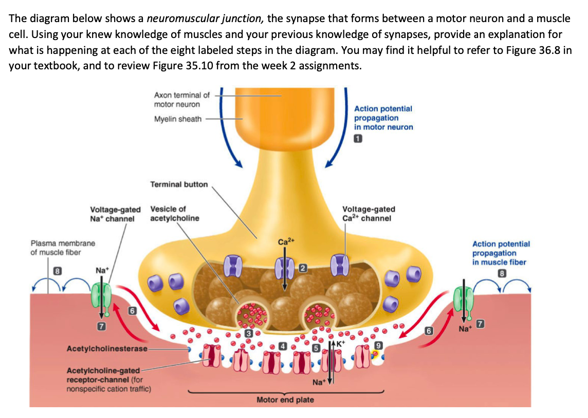 the diagram below shows a neuromuscular junction the synapse that forms ...