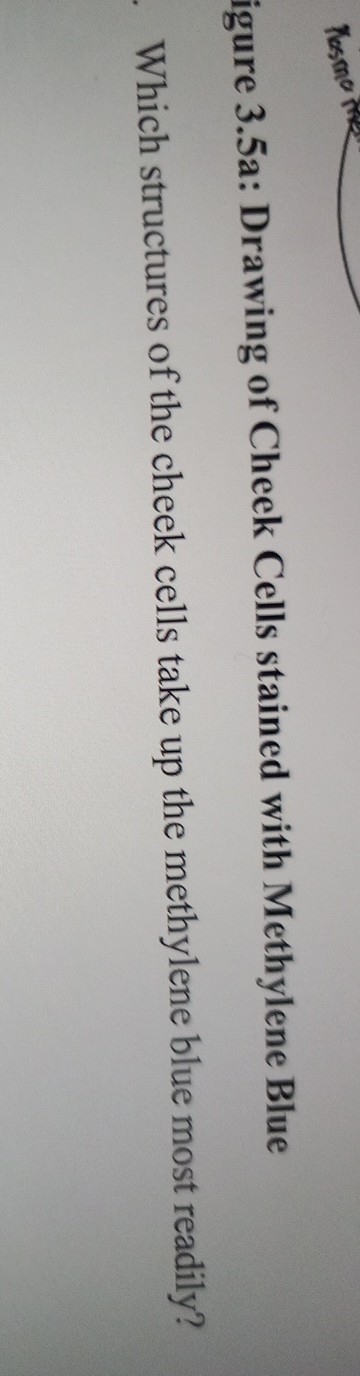 igure 3.5a: Drawing of Cheek Cells stained with Methylene Blue Which ...