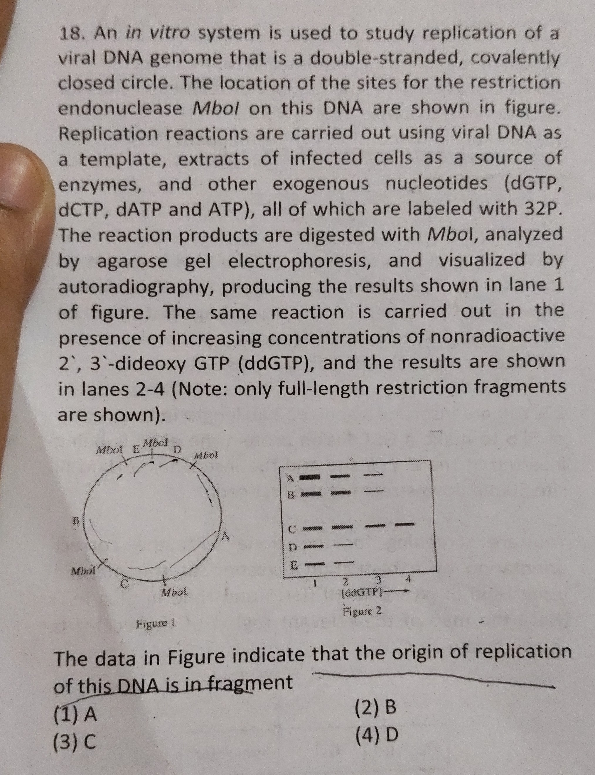 18. An in vitro system is used to study replication of a viral DNA ...