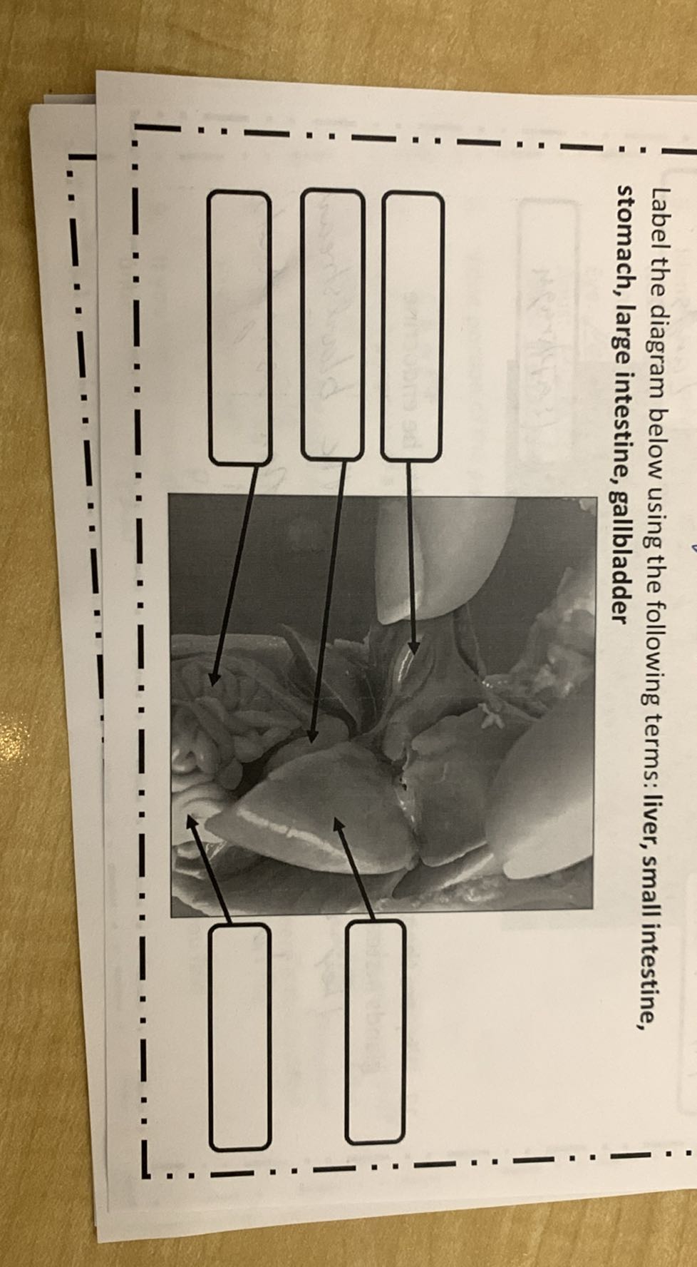 Label the diagram below using the following terms: liver, small ...