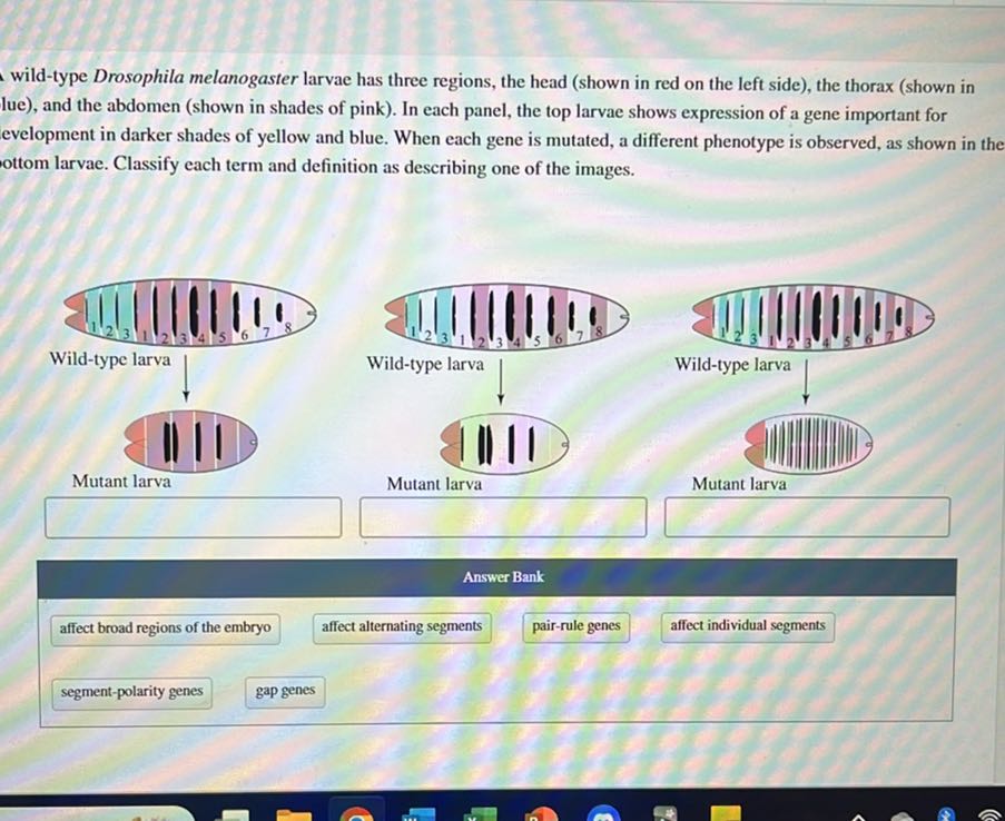 Wild-type Drosophila melanogaster larvae has three regions,...