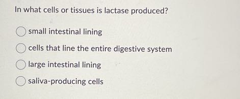 In what cells or tissues is lactase produced? small intestinal lining ...