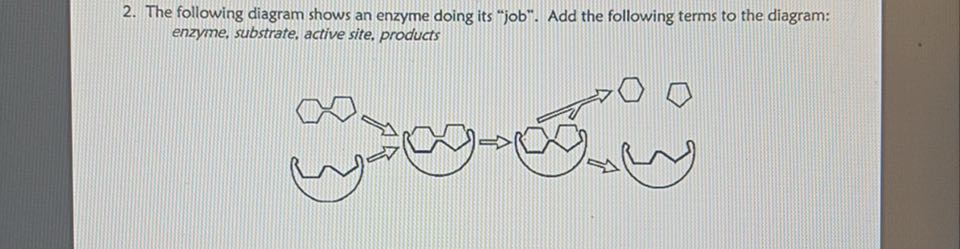 2. The following diagram shows an enzyme doing its "job". Add the ...