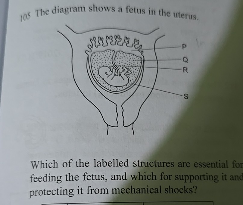 105 The diagram shows a fetus in the uterus. Which of the labelled ...