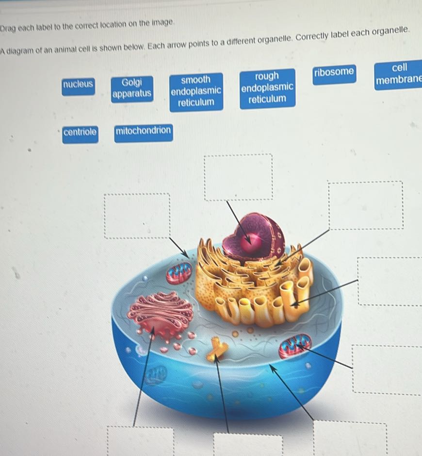 Drag each label to the correct location on the image. A diagram of an animal cell is shown betow ...