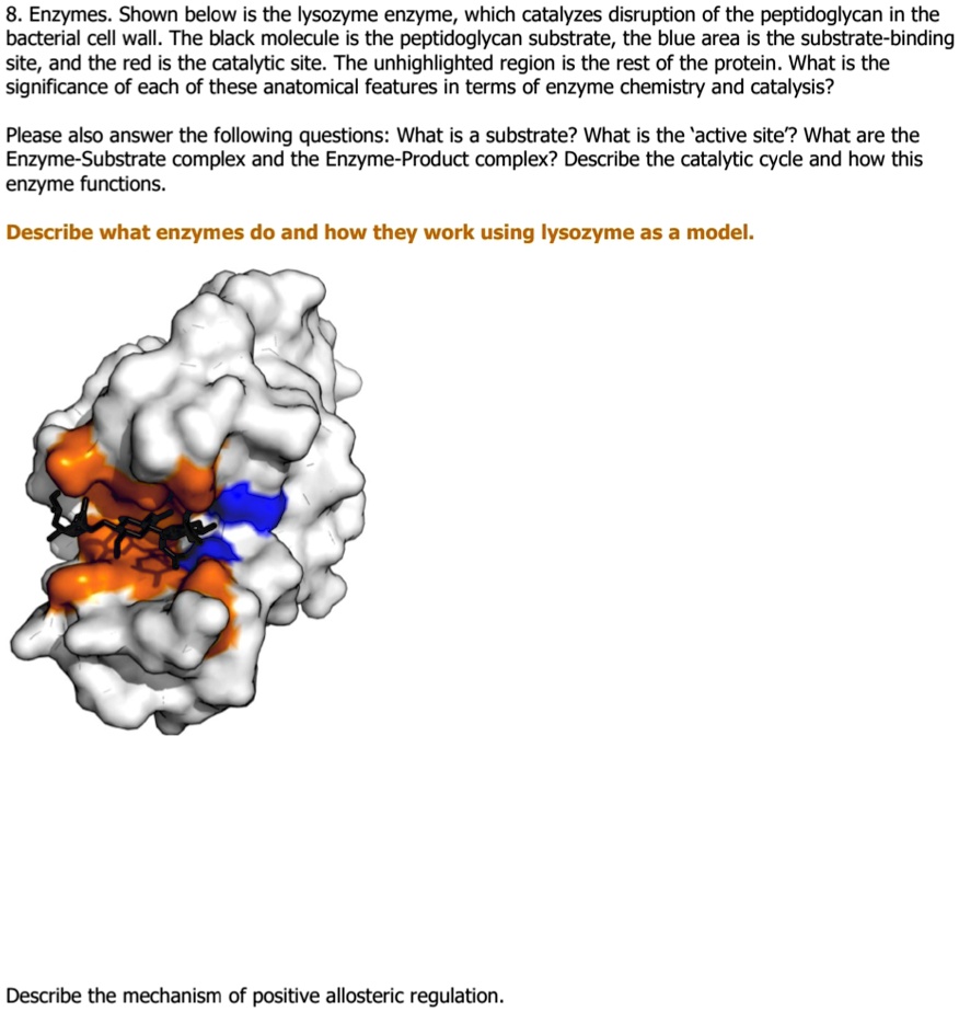8. Enzymes. Shown below is the lysozyme enzyme, which catalyzes ...