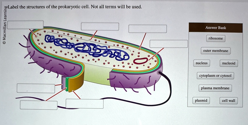 macmillan learning label the structures of the prokaryotic cell not all terms will be used ...
