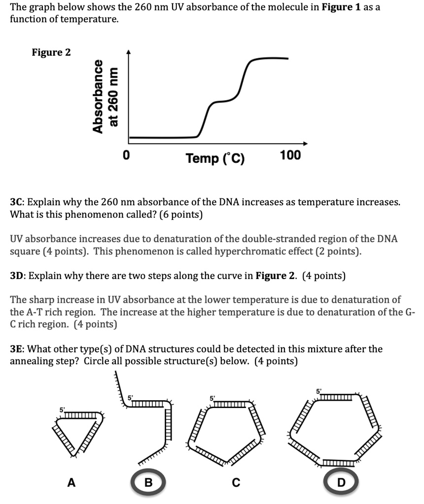 the graph below shows the 260 nm uv absorbance ofthe molecule in figure ...