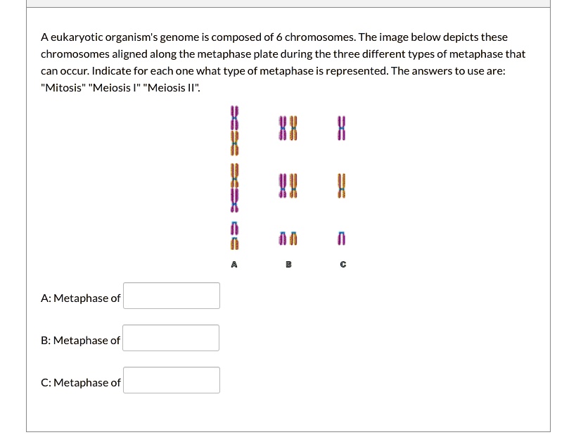 SOLVED: A eukaryotic organism's genome is composed of 6 chromosomes ...