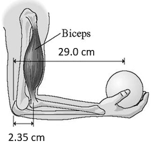 SOLVED: Biceps 29.0 cm 2.35 cm