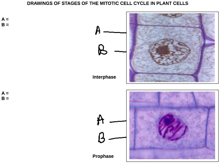 SOLVED: 'DRAWINGS OF STAGES OF THE MITOTIC CELL CYCLE IN PLANT CELLS A = B = Interphase A = B ...
