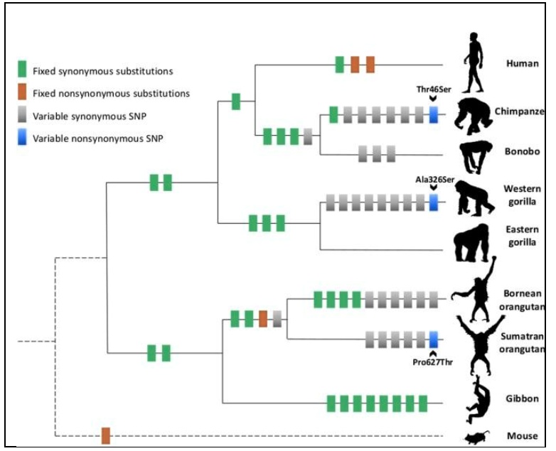 Fixed synonymous substitutions Fixed nonsynonymous substitutions ...