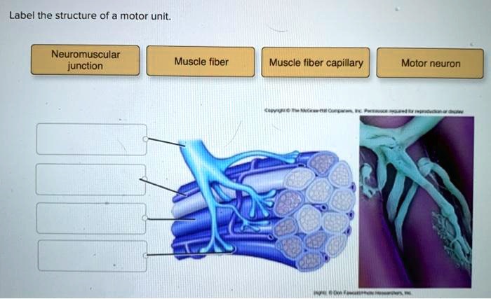 SOLVED: Label the structure of a motor unit. Neuromuscular junction ...