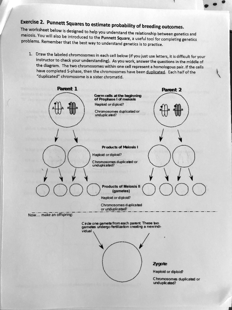 exercise 2 punnett squares to estimate probability of breeding outcomes ...