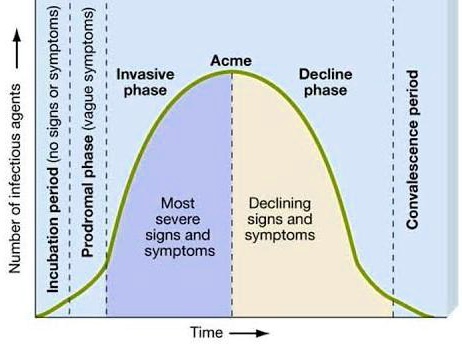 draw the graph of stages of infections inside the box and label it vi ...