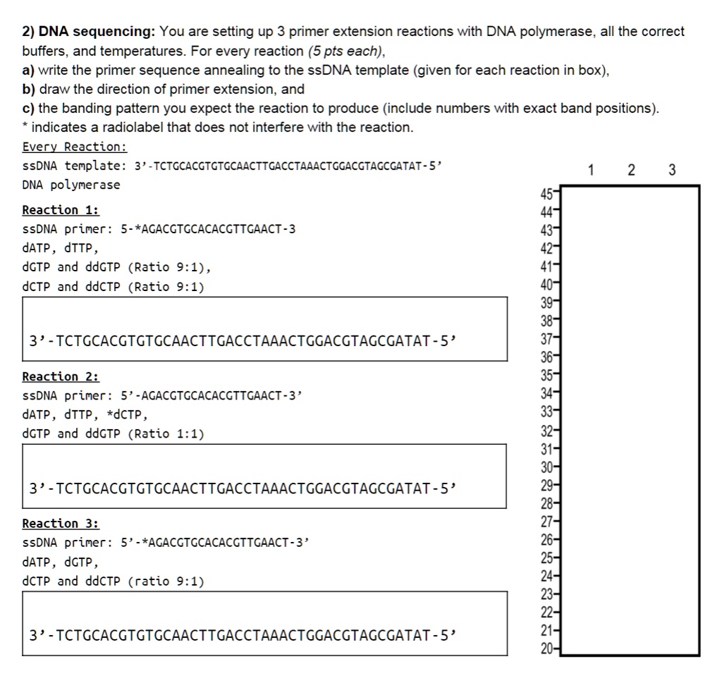SOLVED:2) DNA sequencing: You are setting up 3 primer extension ...