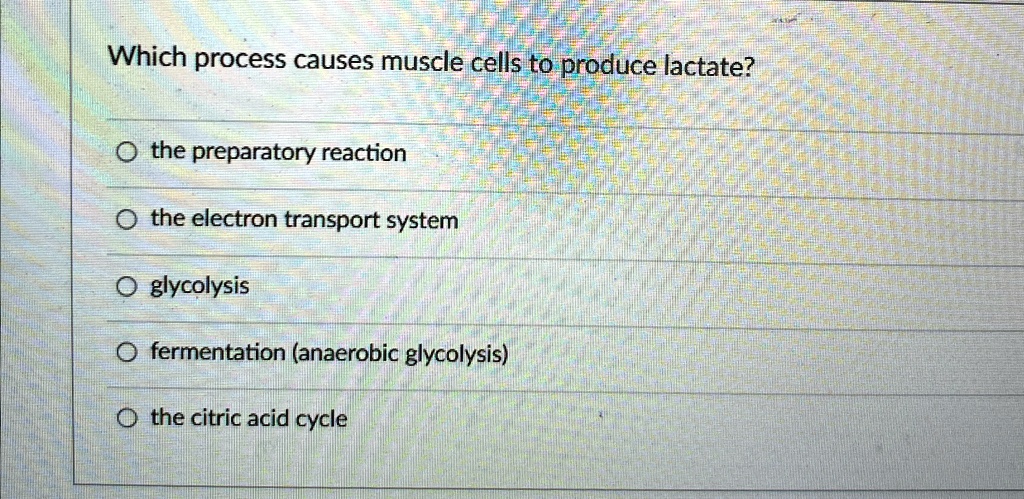 Which process causes muscle cells to produce lactate? the preparatory ...