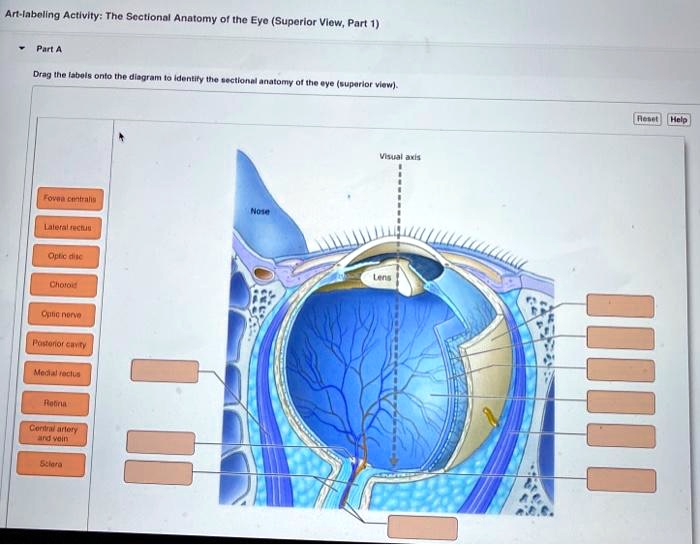 art labeling activitythe sectional anatomy of the eye superior viewpart ...