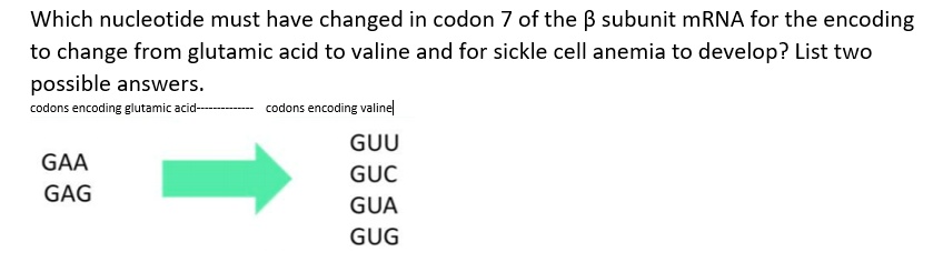 SOLVED: Which nucleotide must have changed in codon 7 of the B subunit ...