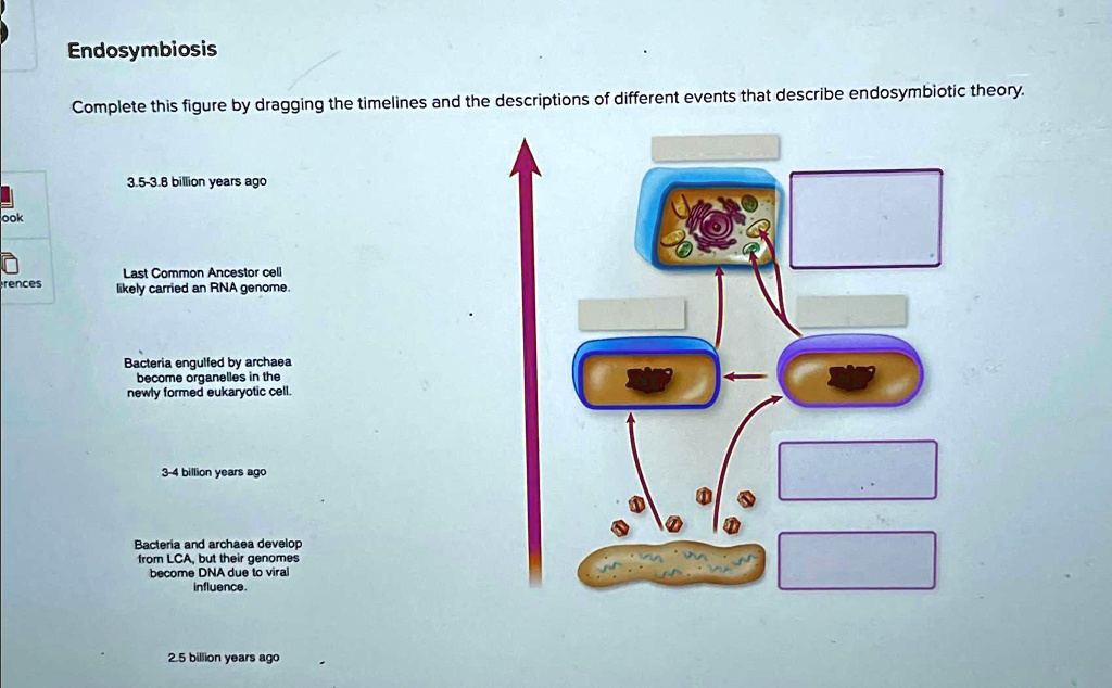Endosymbiosis Complete this figure by dragging the timelines and the ...