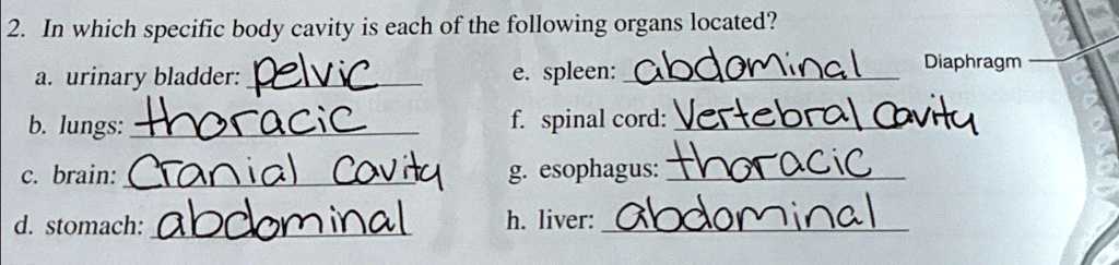 2. In which specific body cavity is each of the following organs ...