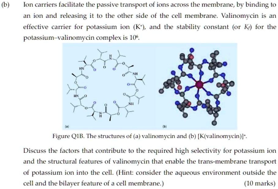 SOLVED: Ion carriers facilitate the passive transport of ions across ...