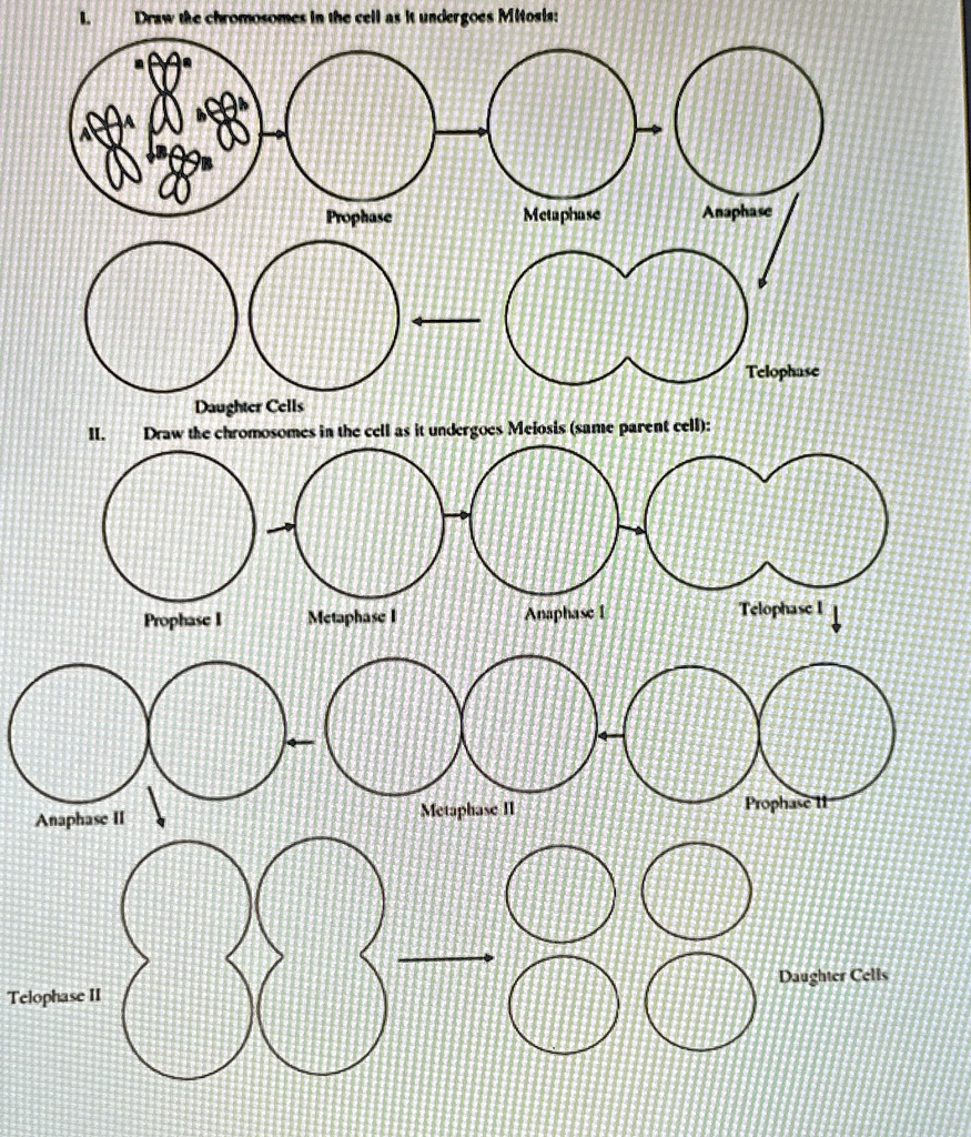 Draw the chromosomes in the cell as it undergoes Mitosis: I. Draw the ...