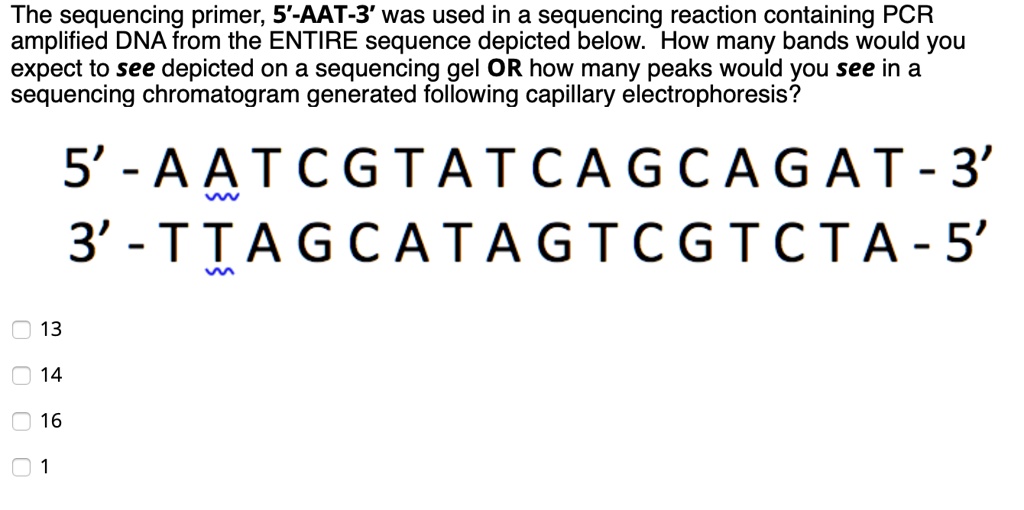 SOLVED: The sequencing primer; 5'-AAT-3' was used in a sequencing ...