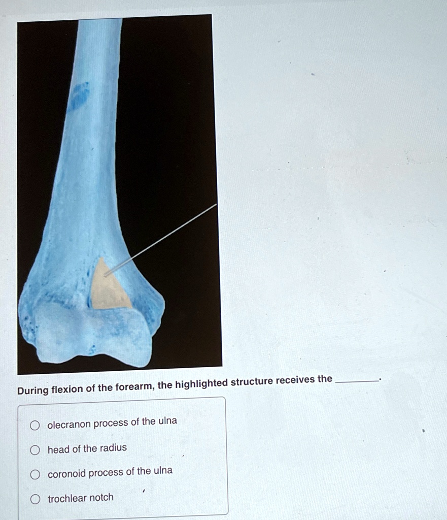during flexion of the forearm the highlighted structure receives the ...