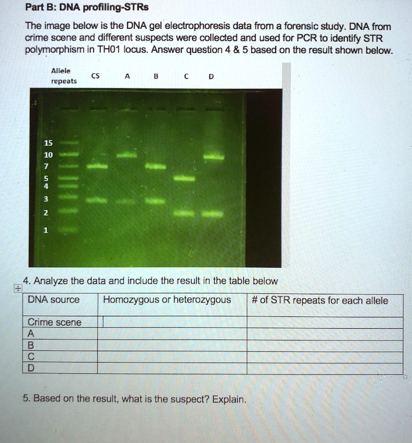 part b dna profiling strs the image below is the dna gel ...