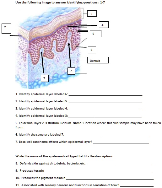 SOLVED: Use the following image to answer identifying questions : 1-7 ... SOLVED: Use the following image to answer identifying questions : 1-7 ...