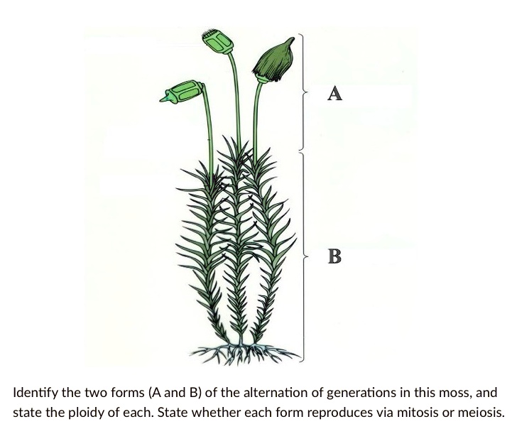A B Identify the two forms (A and B) of the alternation of generations ...